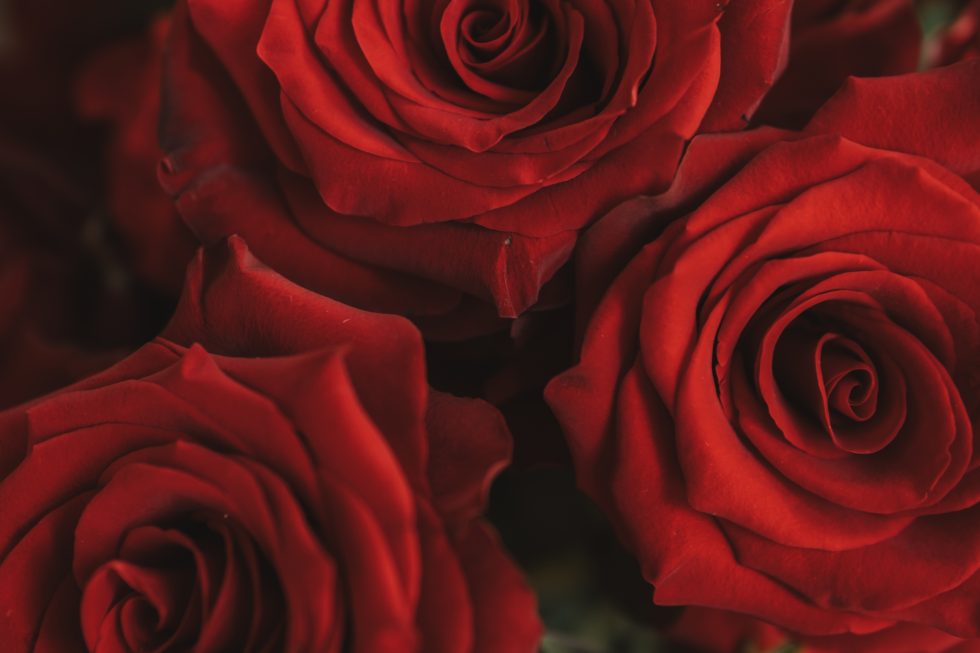 Qu’est-ce qu’un soin de la rose - Maison Anand
